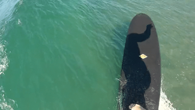 Summer Surf Action Plan | Almond Surfboards & Designs